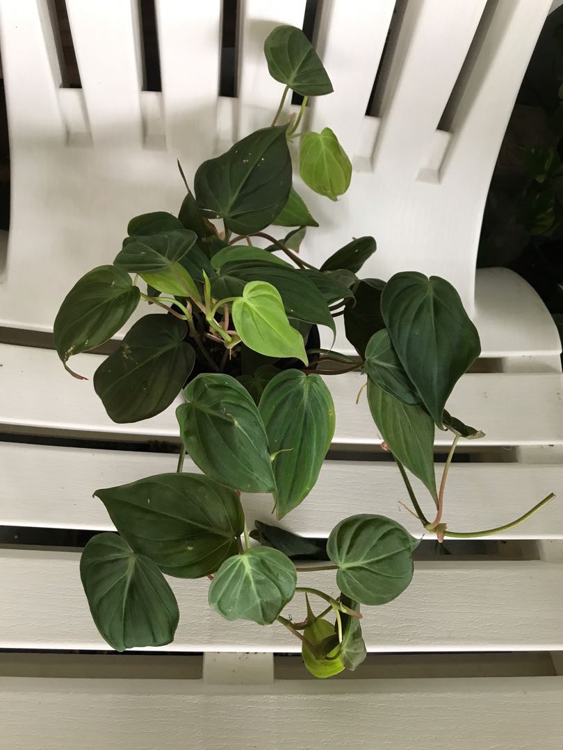 Philodendron Micans plant / pothos plant, Furniture & Home Living ...