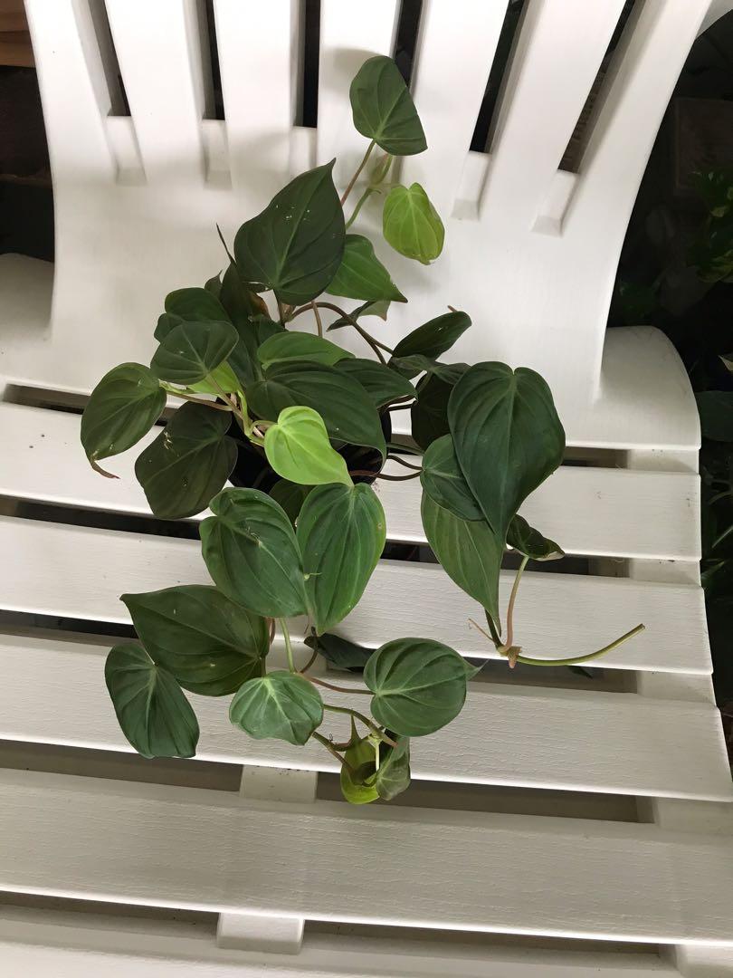 Philodendron Micans plant / pothos plant, Furniture & Home Living ...