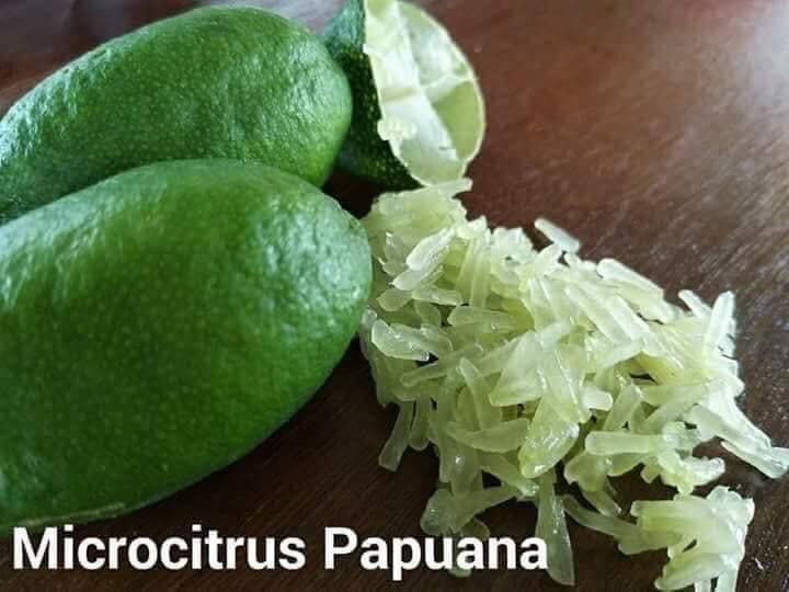 pokok microcitrus papuana @ citrus wintersii, Furniture & Home Living ...