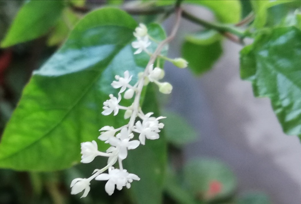 Rivinia Humilis (aka bloodberry) @ $10, Furniture & Home Living ...