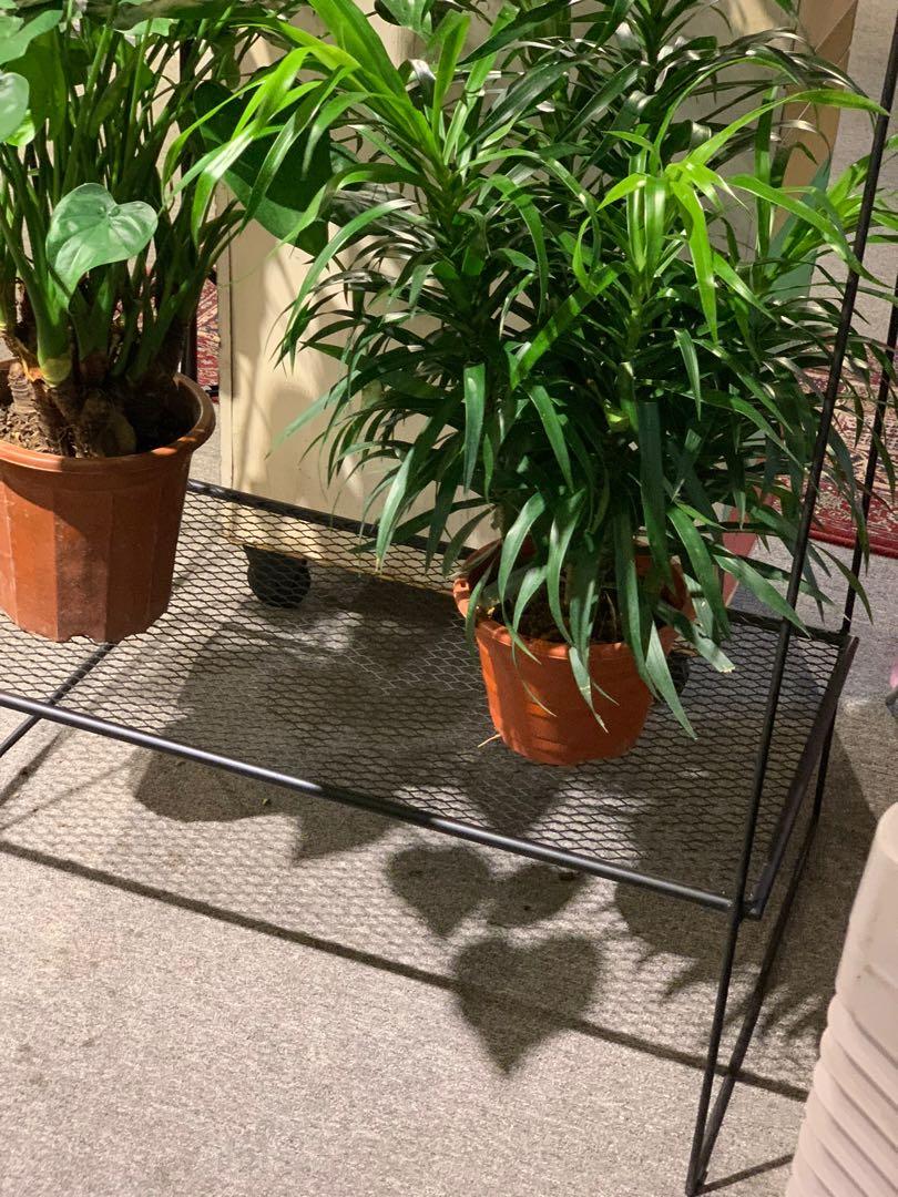 Steel Plant Stand Shelf Rack, Furniture & Home Living, Home Decor ...