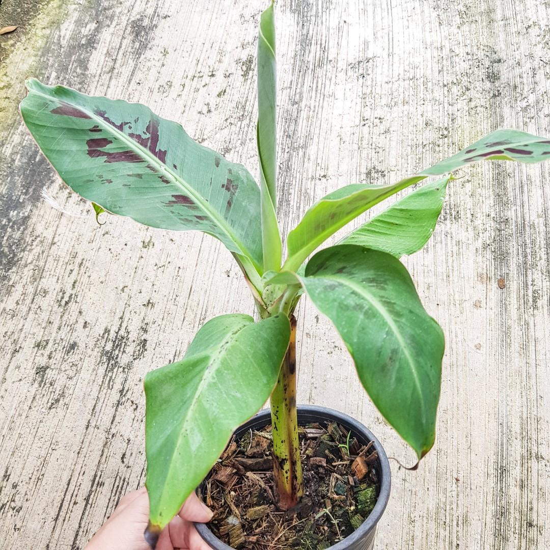 Musa Acuminata (Dwarf Cavendish Blood Banana), Gardening, Plants on ...