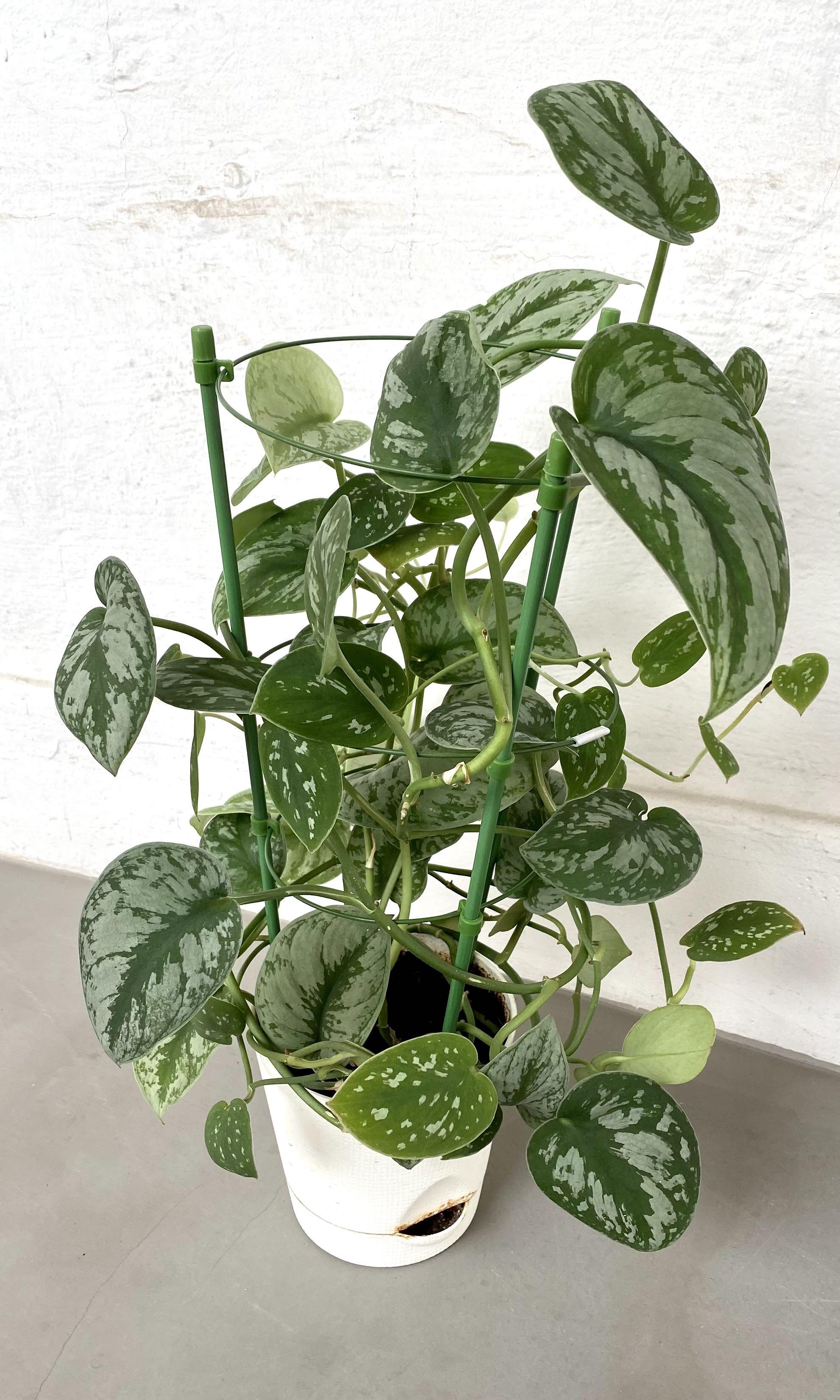 Scindapsus pictus or Satin Photos -3 types in one pot, Furniture & Home ...