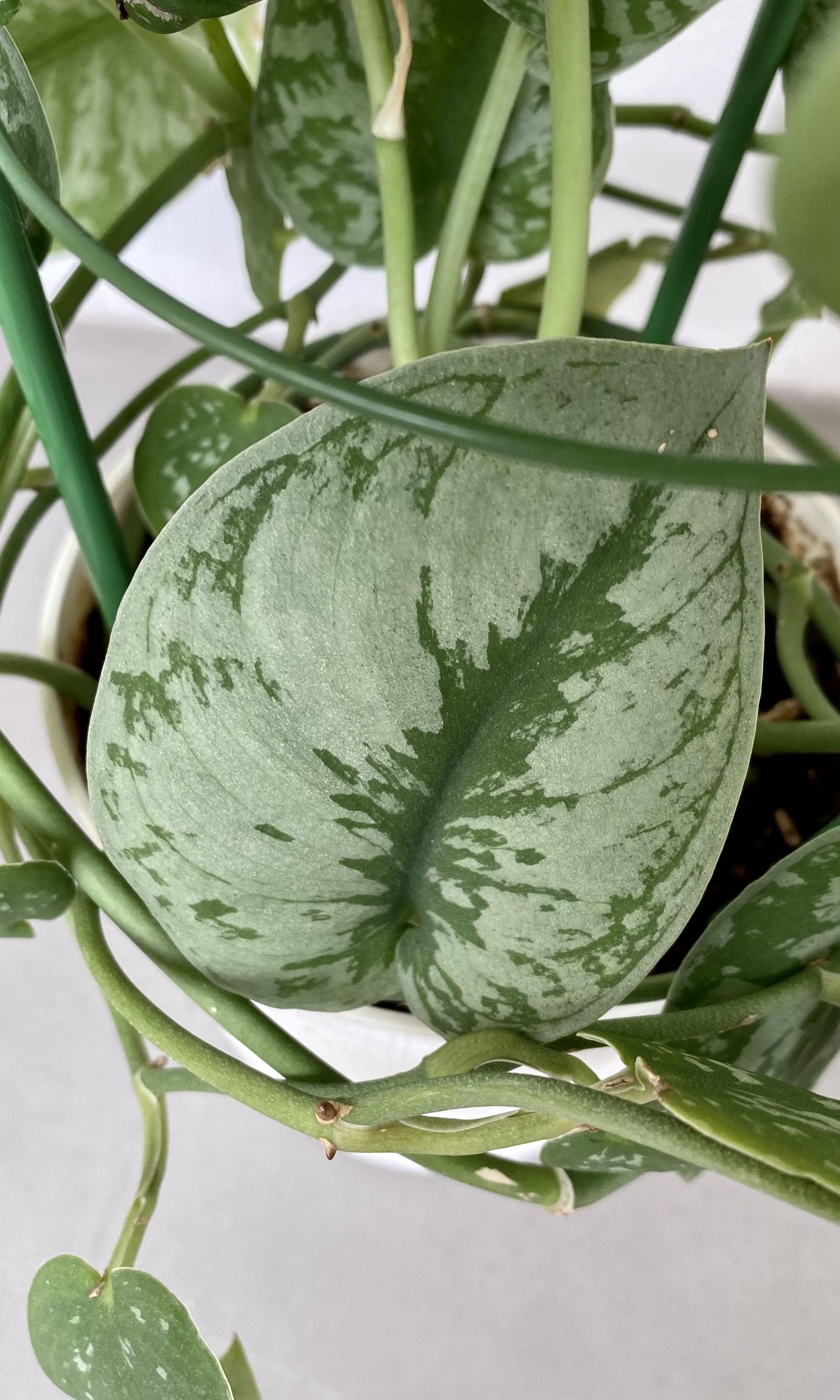 Scindapsus pictus or Satin Photos -3 types in one pot, Furniture & Home ...