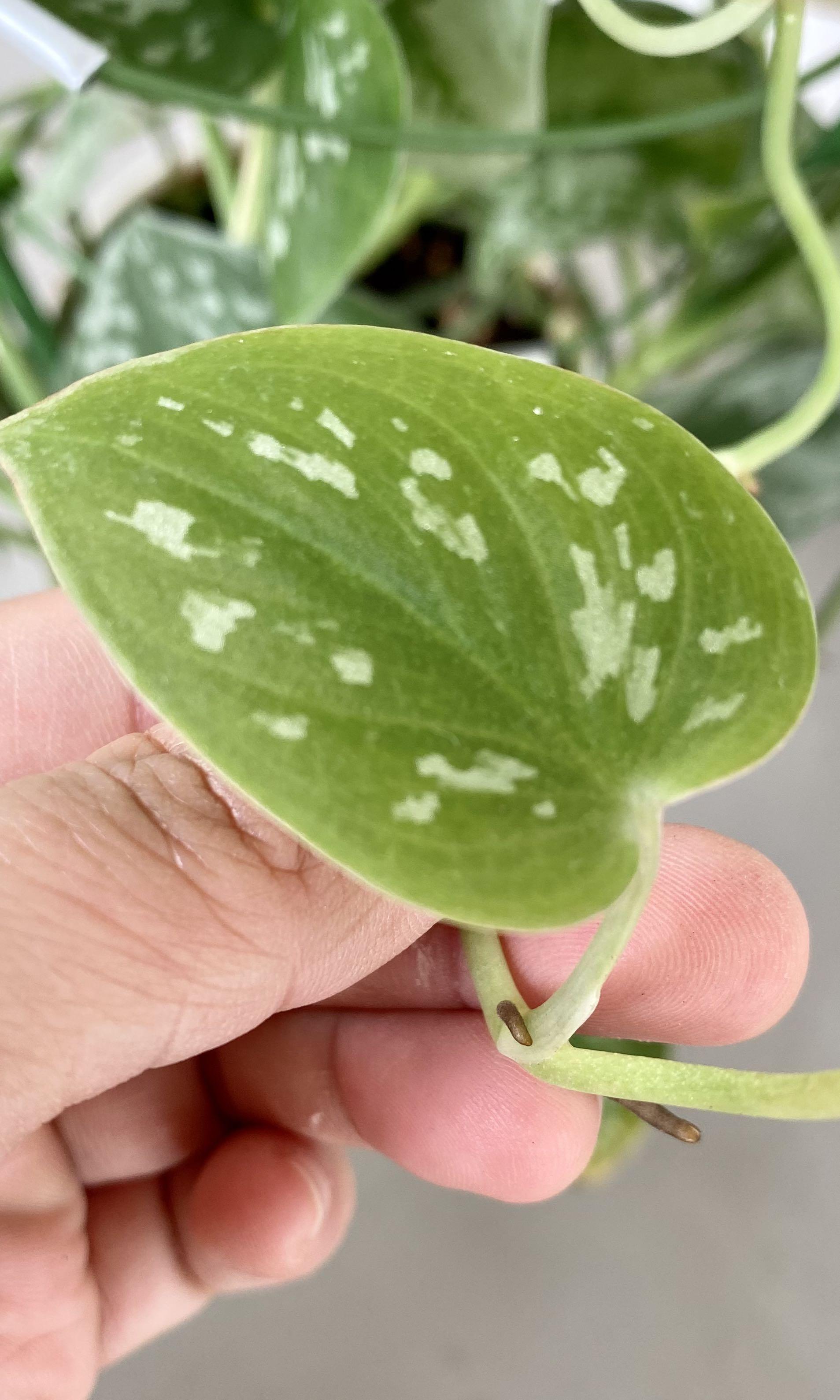 Scindapsus pictus or Satin Photos -3 types in one pot, Furniture & Home ...