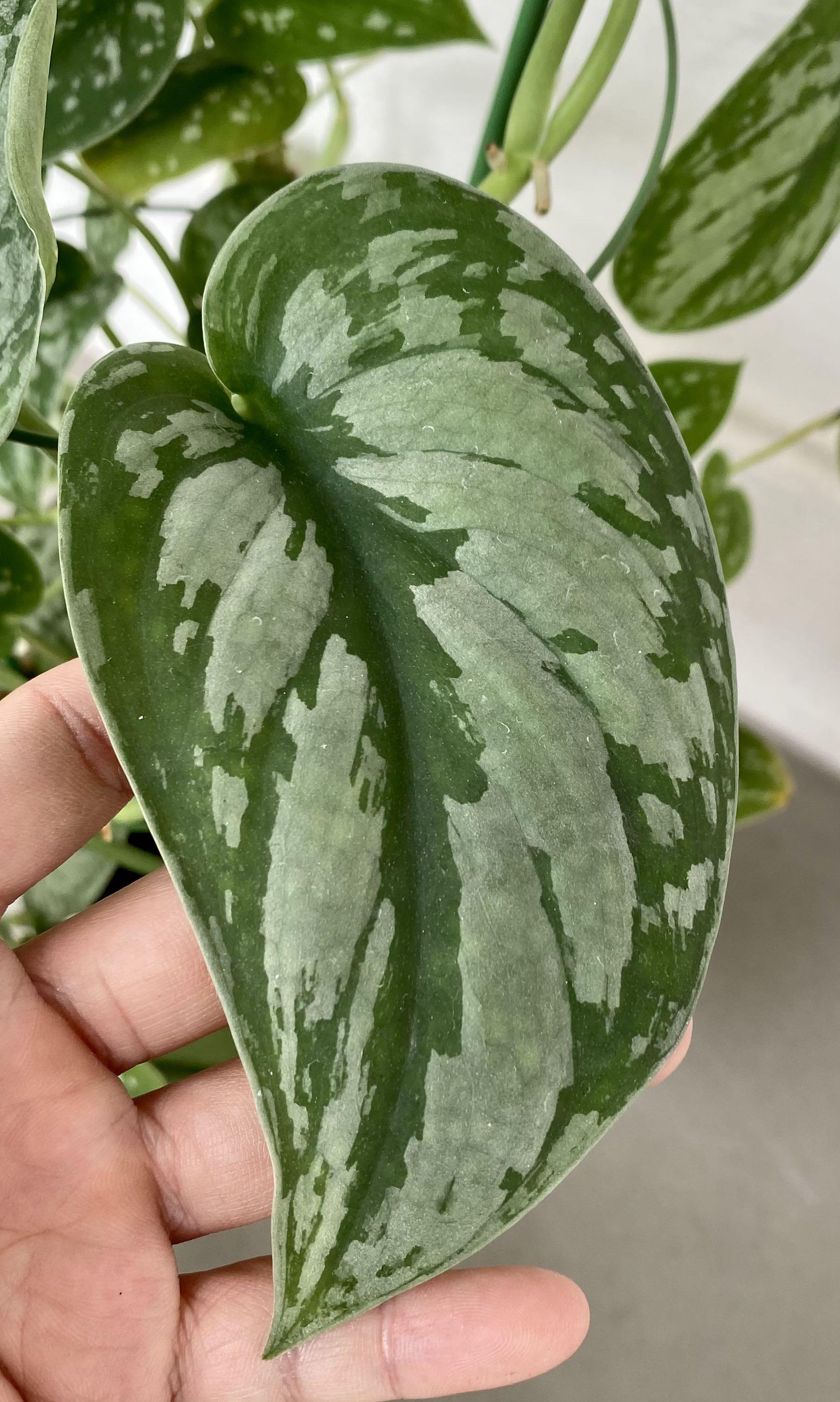 Scindapsus pictus or Satin Photos -3 types in one pot, Furniture & Home ...