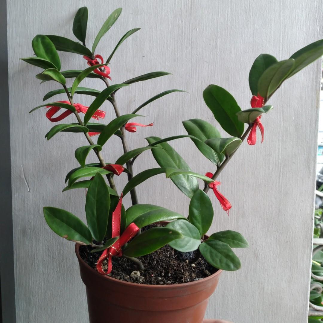 Welcome Plant, Furniture & Home Living, Gardening, Plants & Seeds on ...