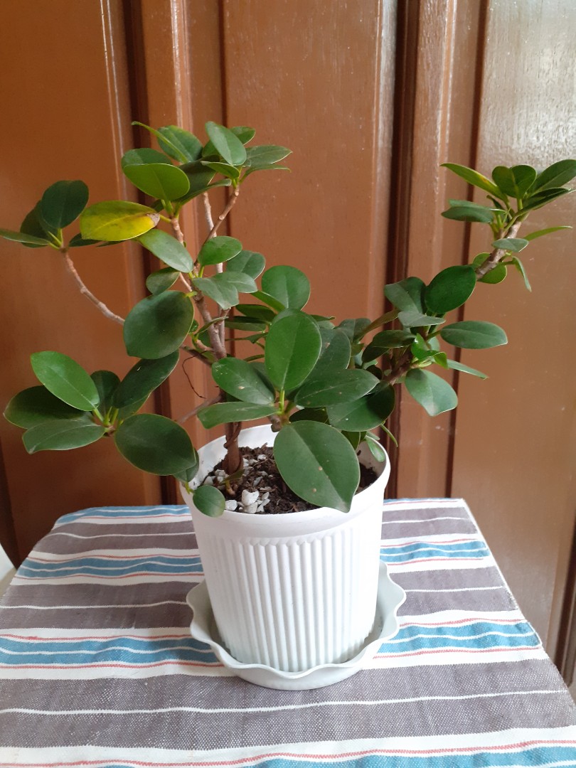 Ficus nana, Furniture & Home Living, Gardening, Plants & Seeds on Carousell