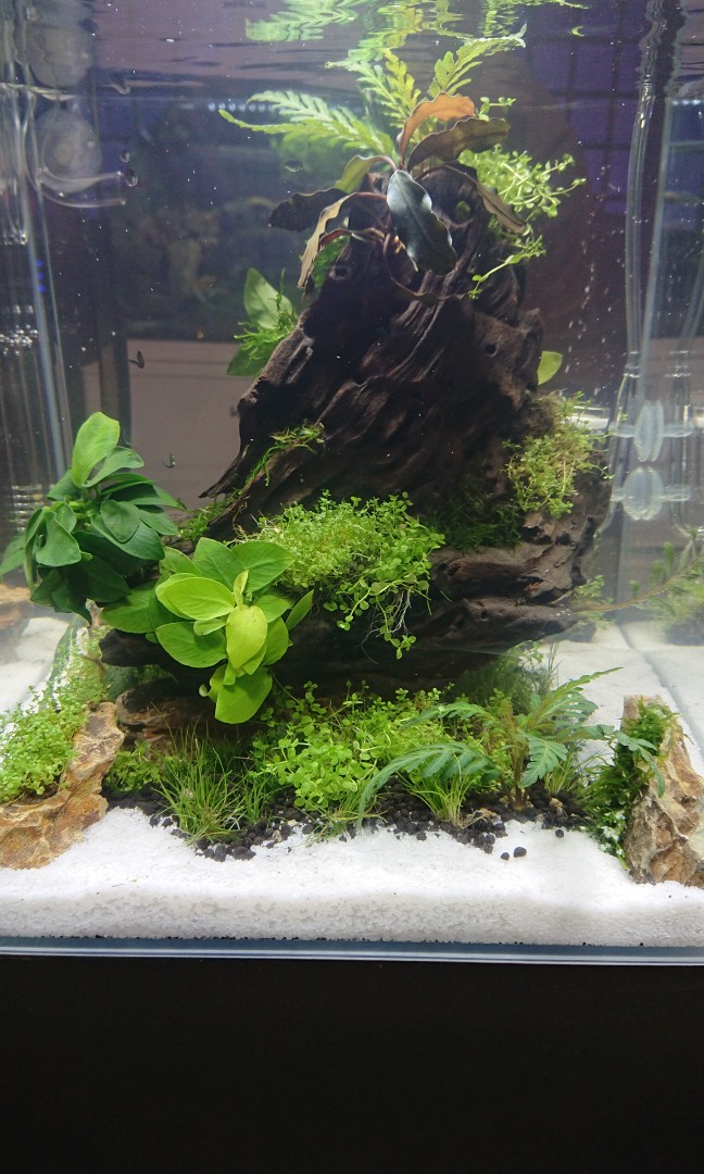 Aquascaped 360 Degree View Tank With Rare Honeycomb Driftwood and ...