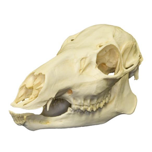 Female Chinese Water Deer Skull (Replica), Furniture & Home Living ...
