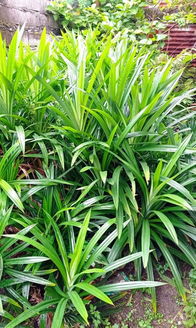 Pandan Babae, Furniture & Home Living, Gardening, Plants & Seeds on ...