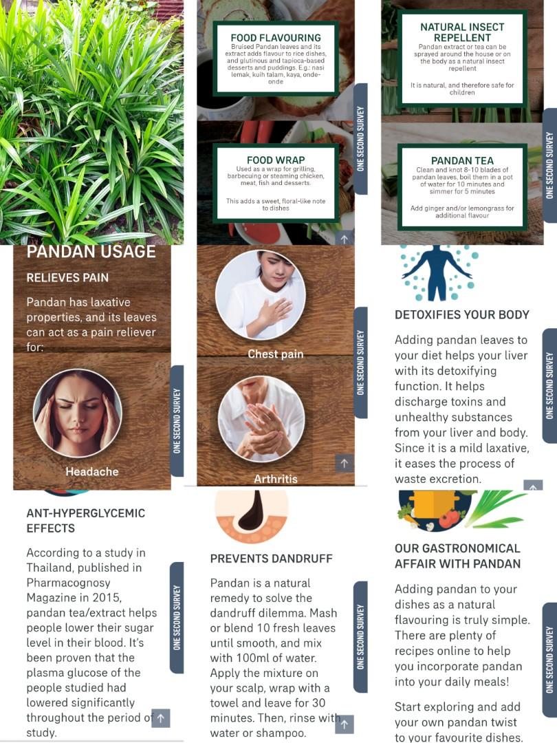 Pandan Babae, Furniture & Home Living, Gardening, Plants & Seeds on ...