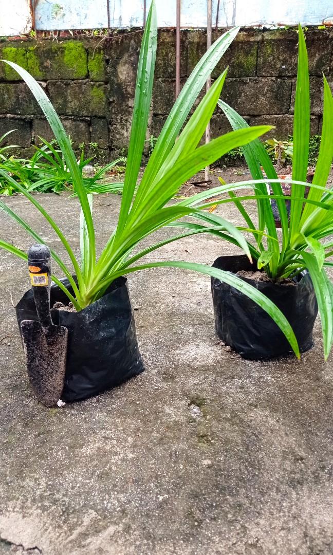Pandan Babae, Furniture & Home Living, Gardening, Plants & Seeds on ...