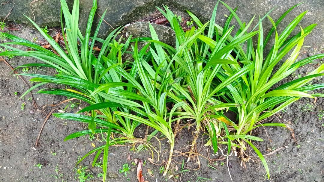 Pandan Babae, Furniture & Home Living, Gardening, Plants & Seeds on ...