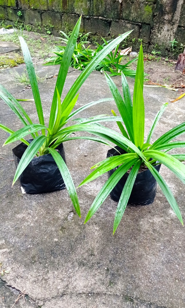 Pandan Babae, Furniture & Home Living, Gardening, Plants & Seeds on ...