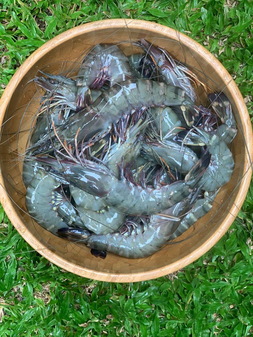 Tiger Prawns / Sugpo, Food & Drinks, Fresh Produce on Carousell