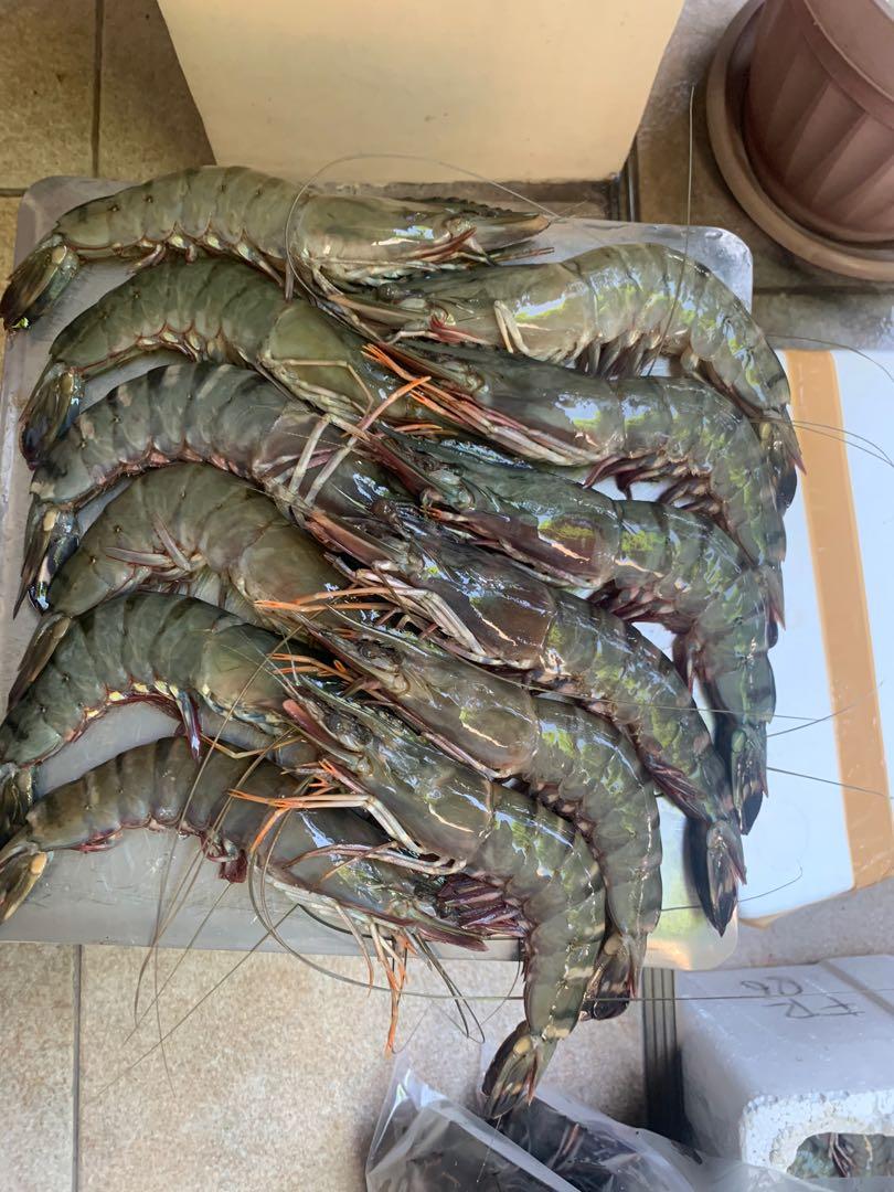 Tiger Prawns / Sugpo, Food & Drinks, Fresh Produce on Carousell