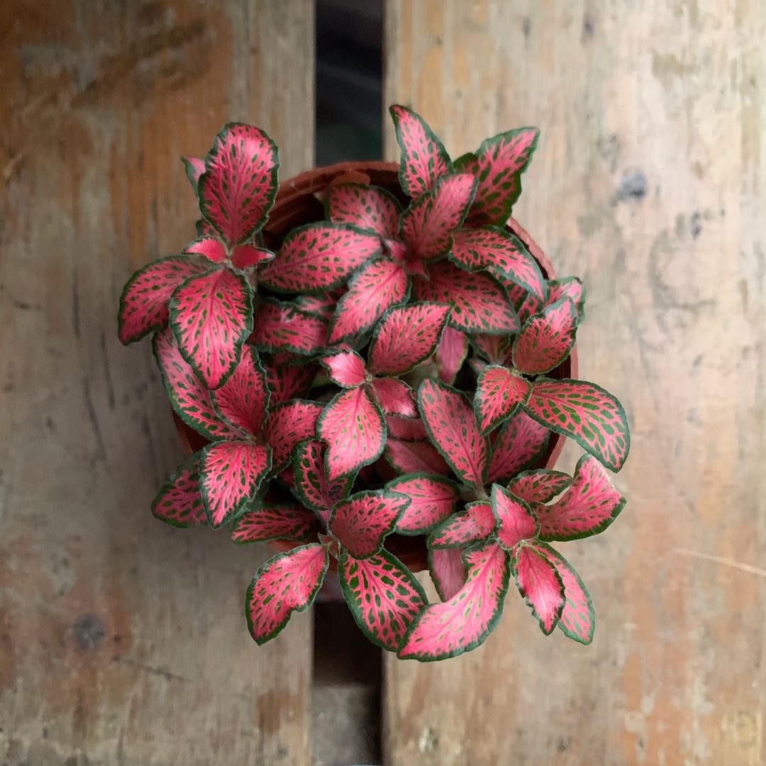 Fittonia Thai Mini Red, Furniture & Home Living, Gardening, Plants ...