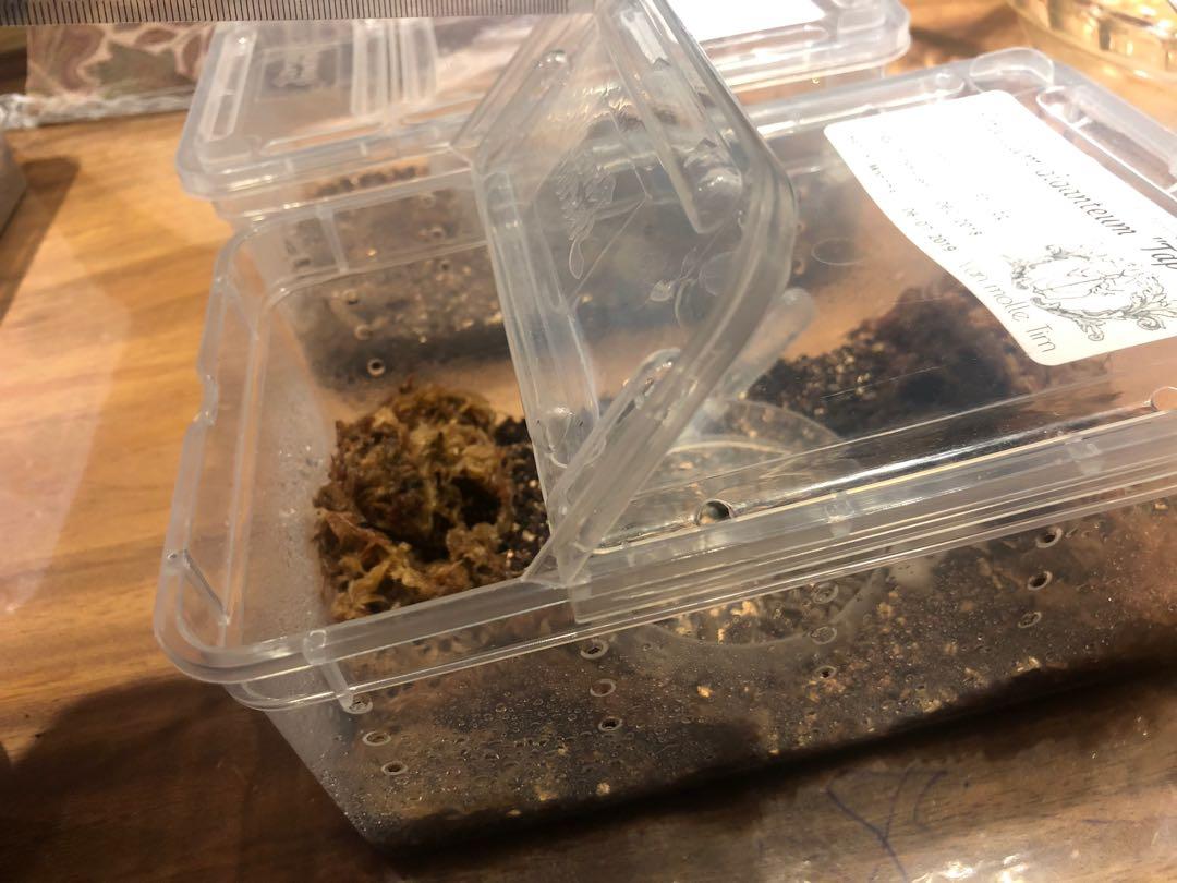 Large plastic insect feeding box, Pet Supplies, For Small Animals, Pet ...