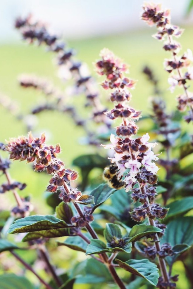 種子→果香味食用 藍色香料羅勒 6粒 Basil Blue Spice 6 Seeds, 傢俬＆家居, 園藝, 植物及種子 - Carousell