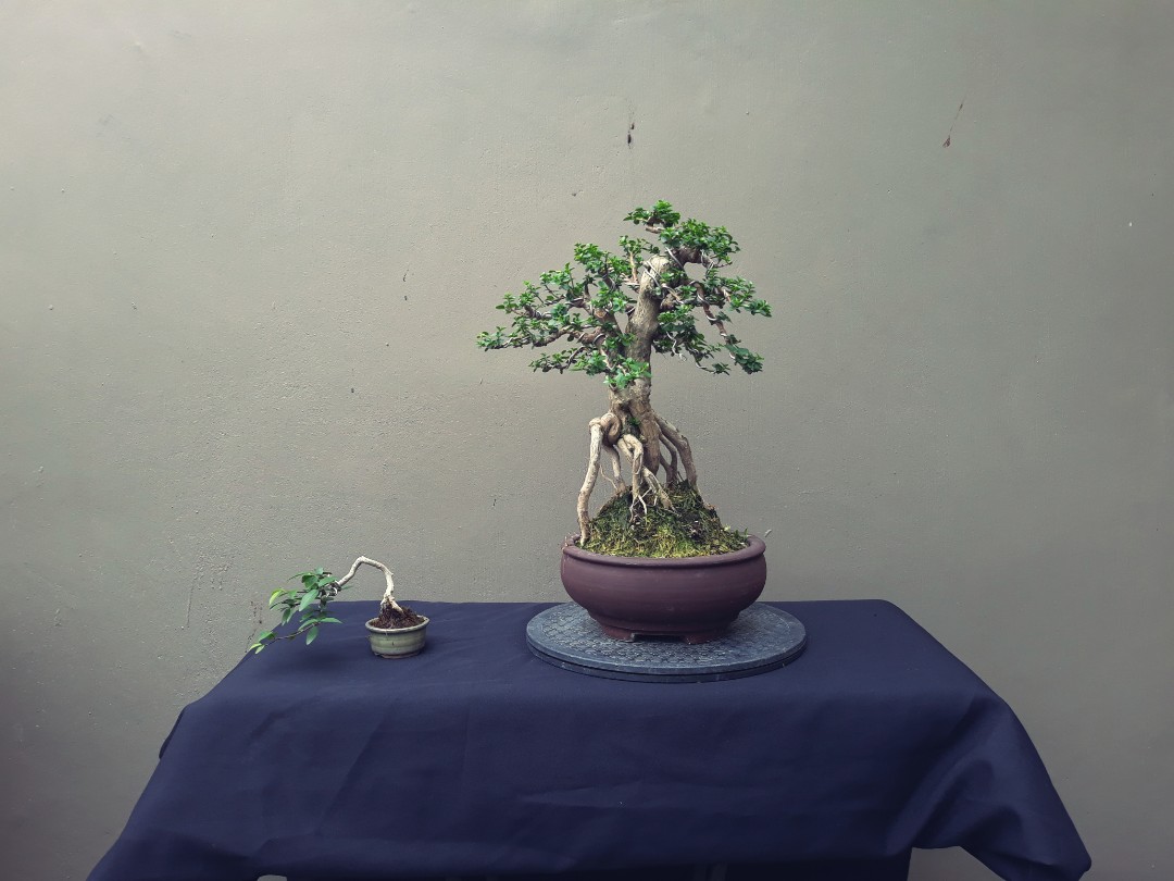Bonsai Argao Taiwan, Furniture & Home Living, Gardening, Plants & Seeds ...