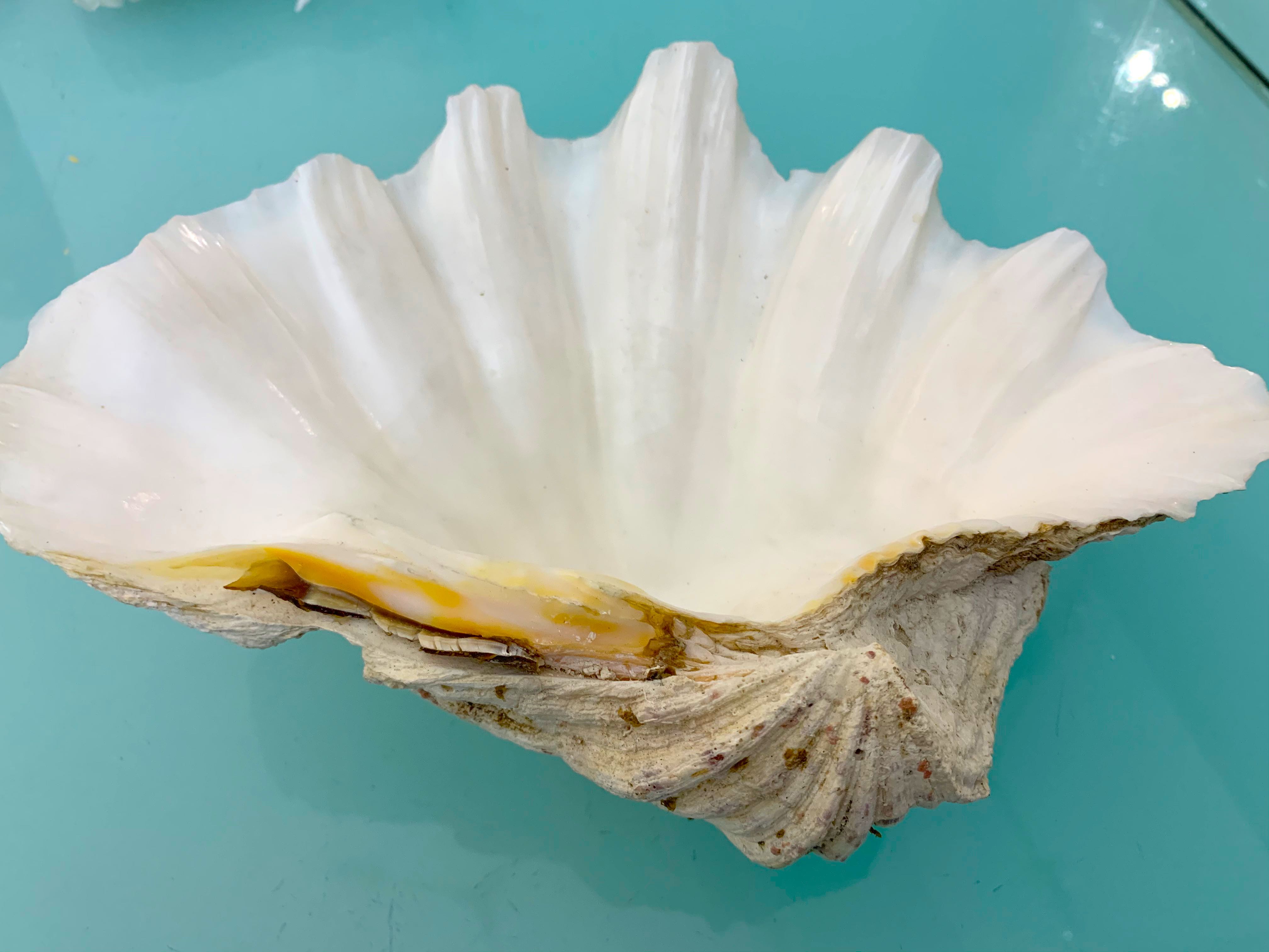 Giant Sea Shells, Furniture & Home Living, Home Decor, Other Home Decor ...