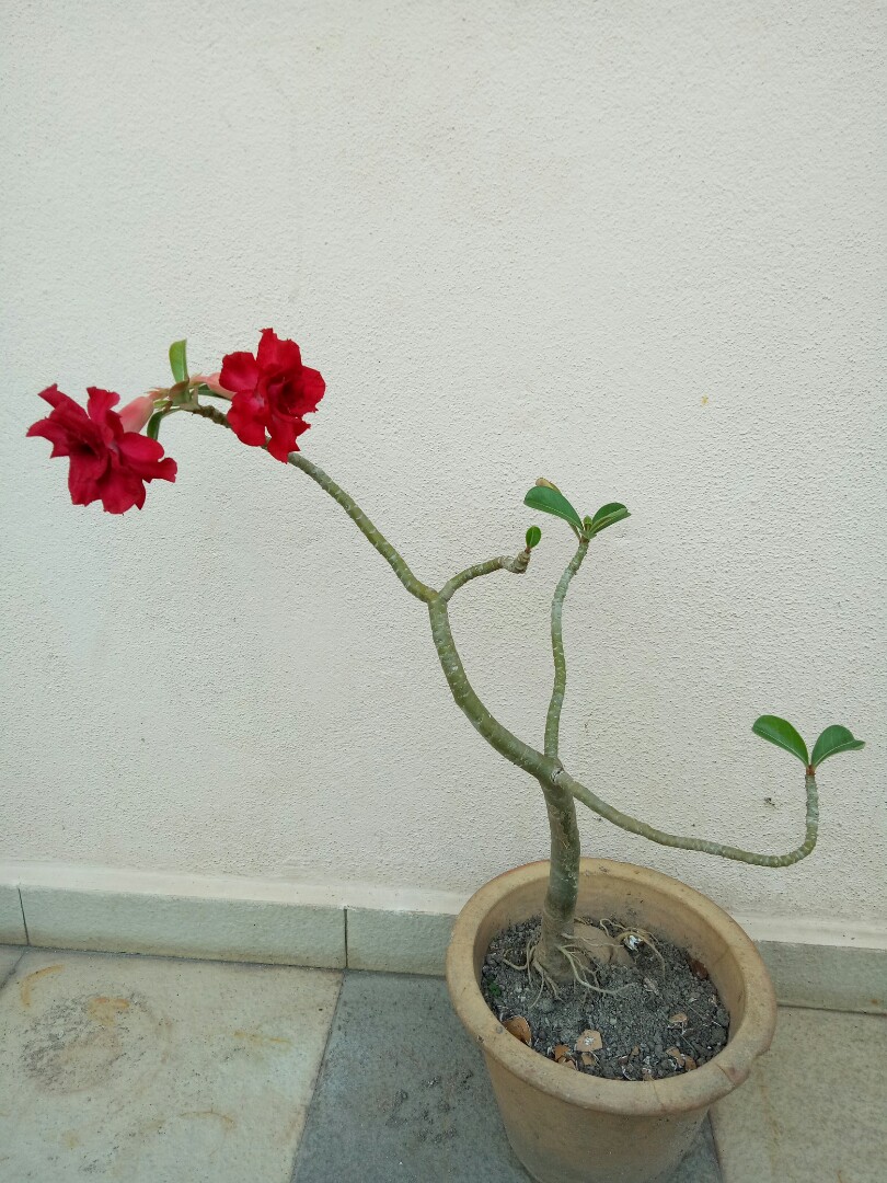 Pokok kemboja bunga merah 3 lapis, Furniture & Home Living, Gardening ...