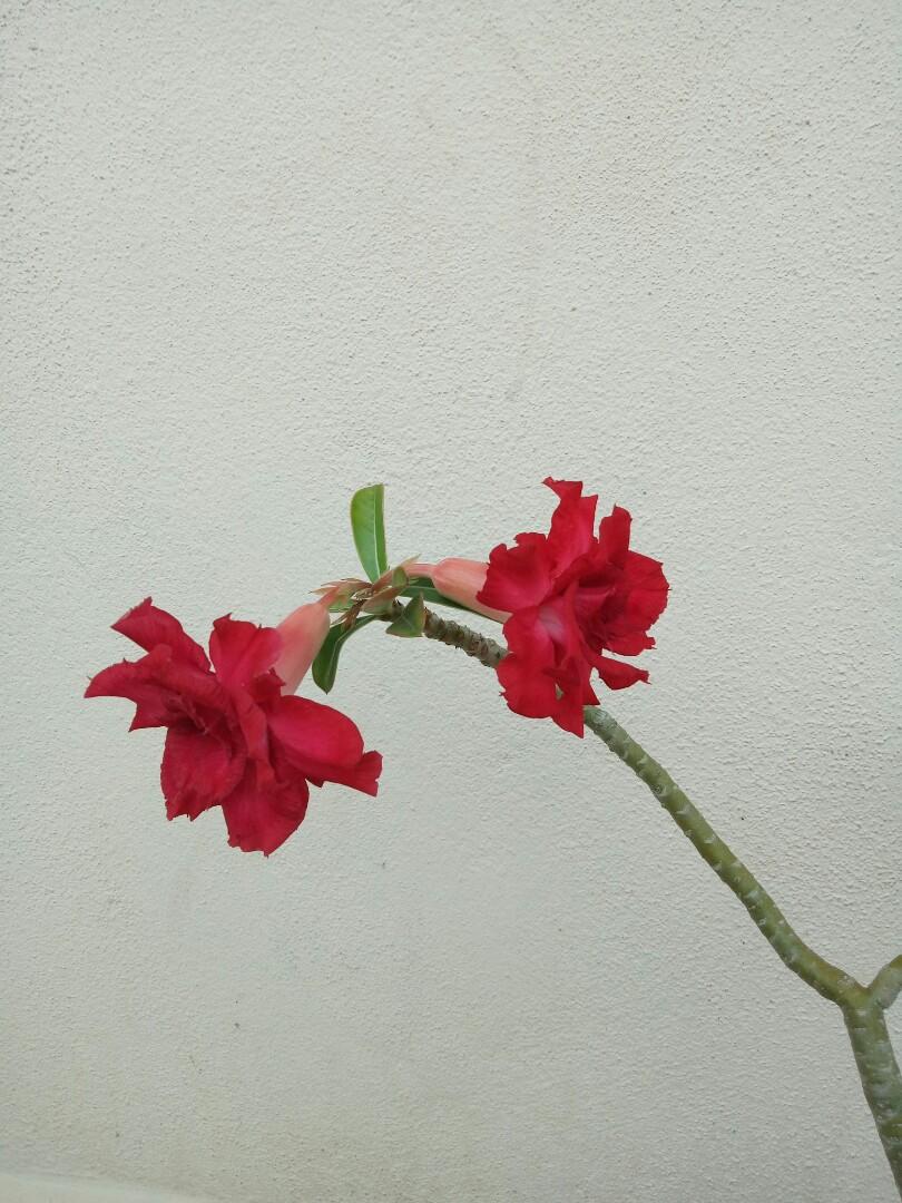 Pokok kemboja bunga merah 3 lapis, Furniture & Home Living, Gardening ...