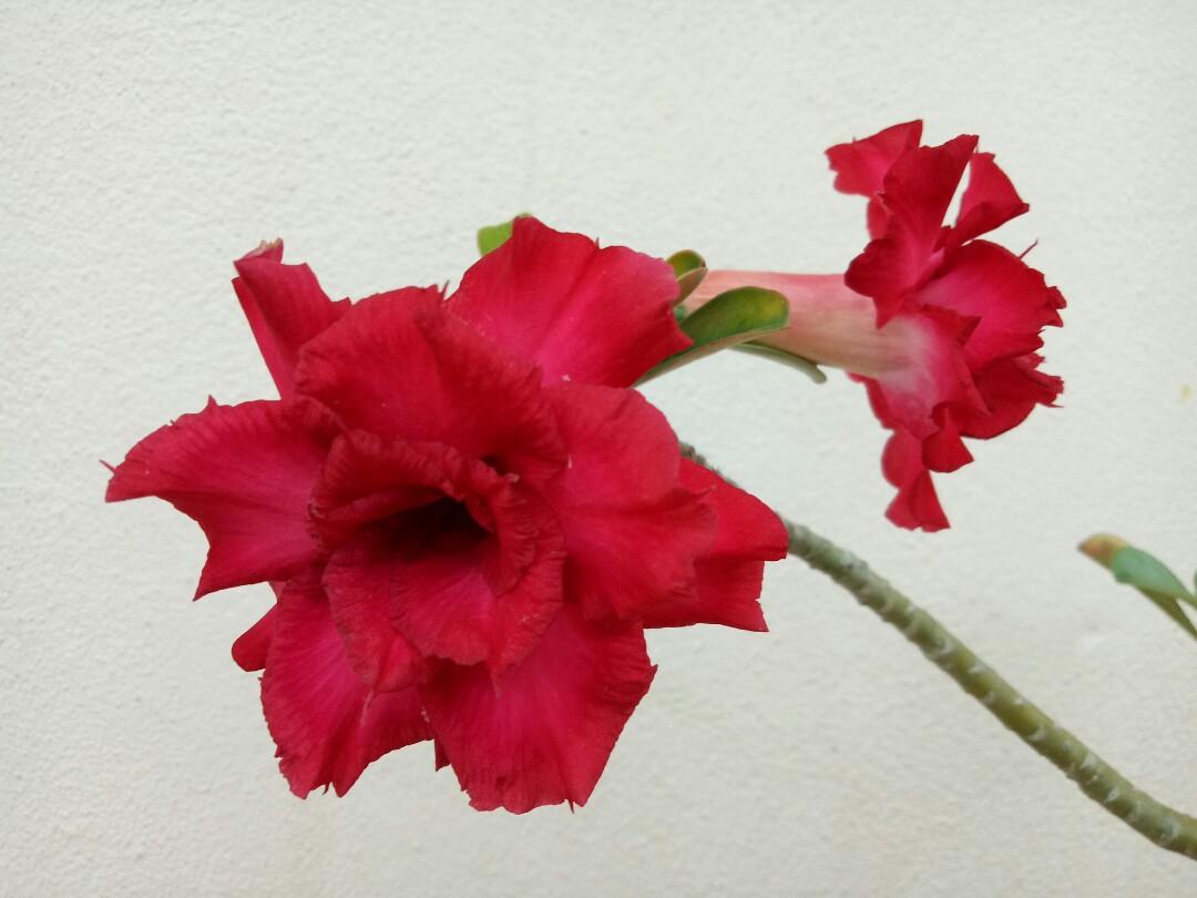 Pokok kemboja bunga merah 3 lapis, Furniture & Home Living, Gardening ...