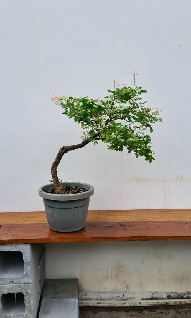 Variegated Madras Thorn Bonsai / Pithecellobium Dulce, Furniture & Home ...