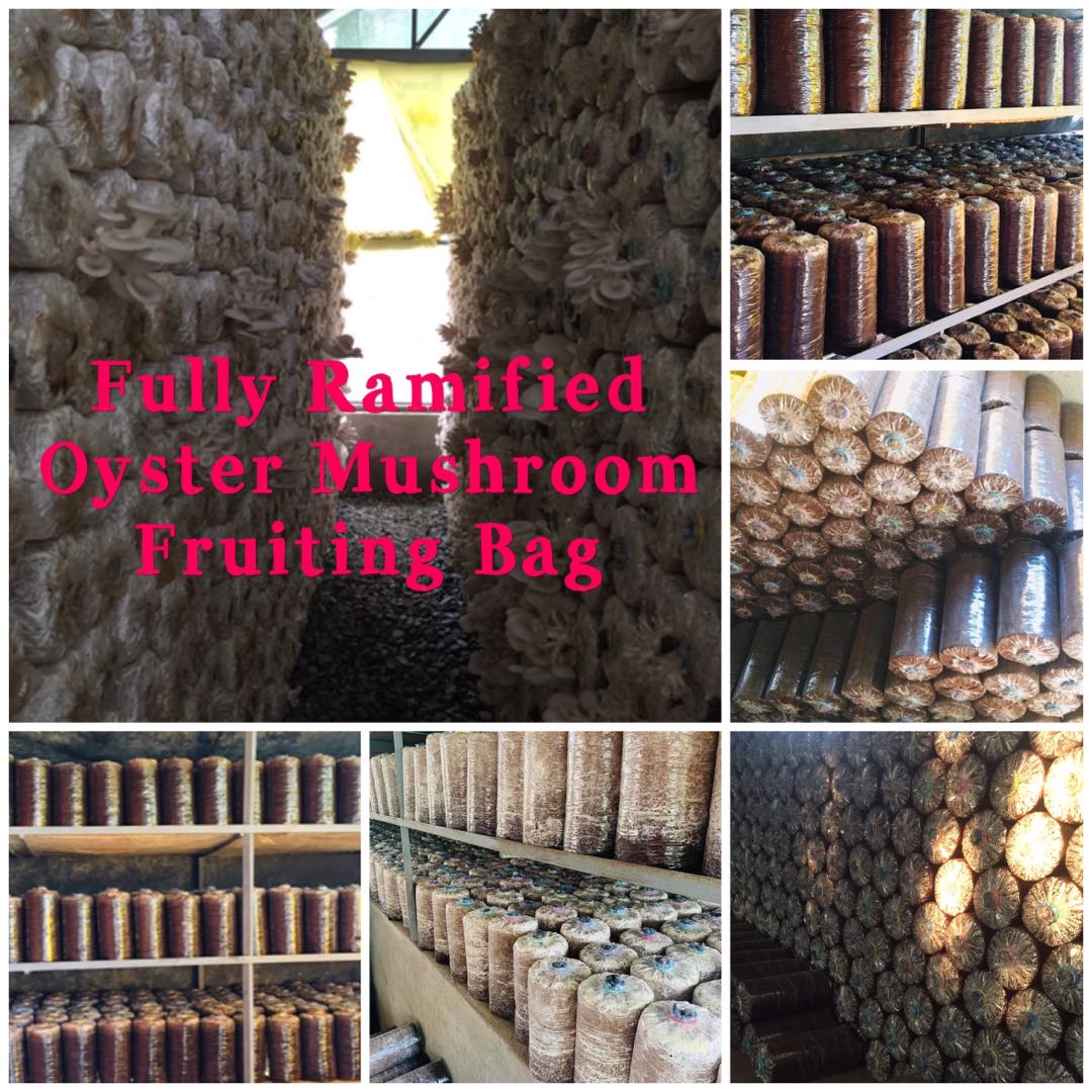 Oyster Mushroom Fruiting Bag 7x14, Food & Drinks, Fresh Produce on ...