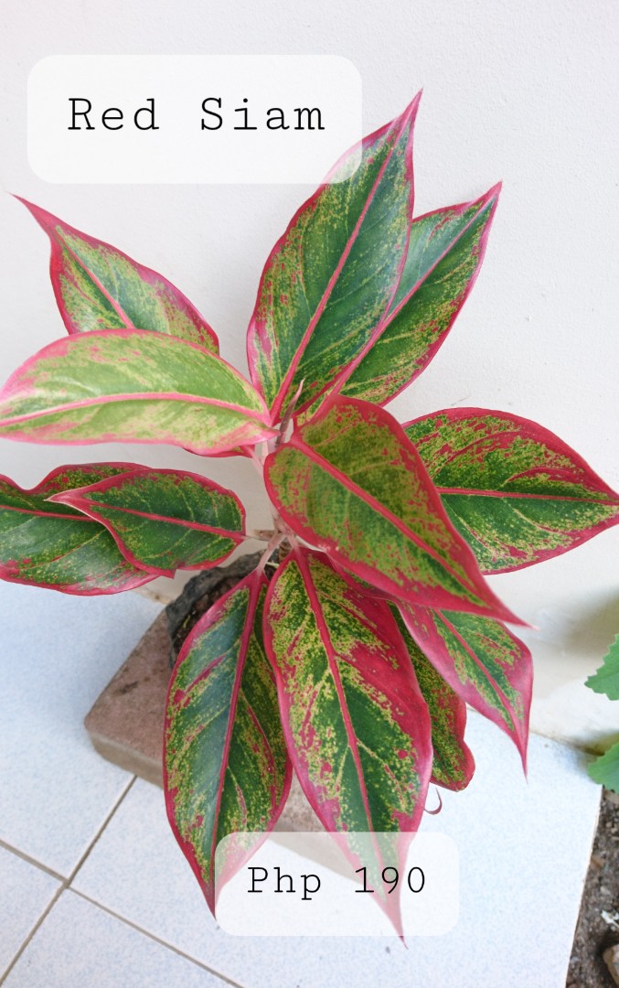 Aglaonema Red Siam, Furniture & Home Living, Gardening, Plants & Seeds ...
