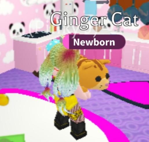 Adopt Me Ginger Cat, Hobbies & Toys, Toys & Games on Carousell