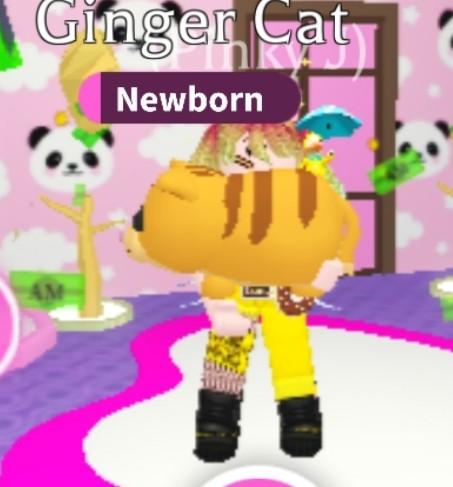 Adopt Me Ginger Cat, Hobbies & Toys, Toys & Games on Carousell