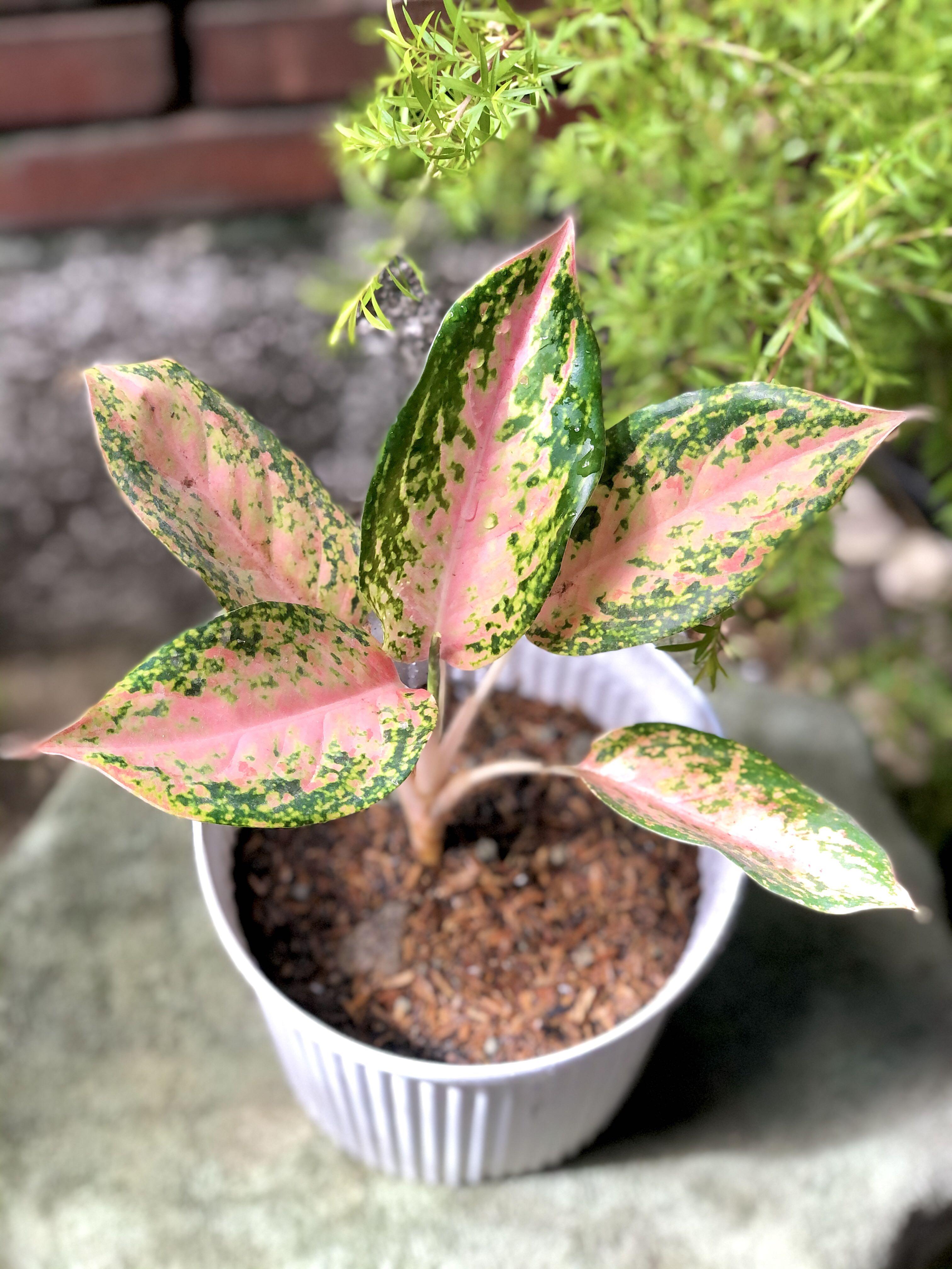 Aglaonema pink lady, Furniture & Home Living, Gardening, Plants & Seeds ...