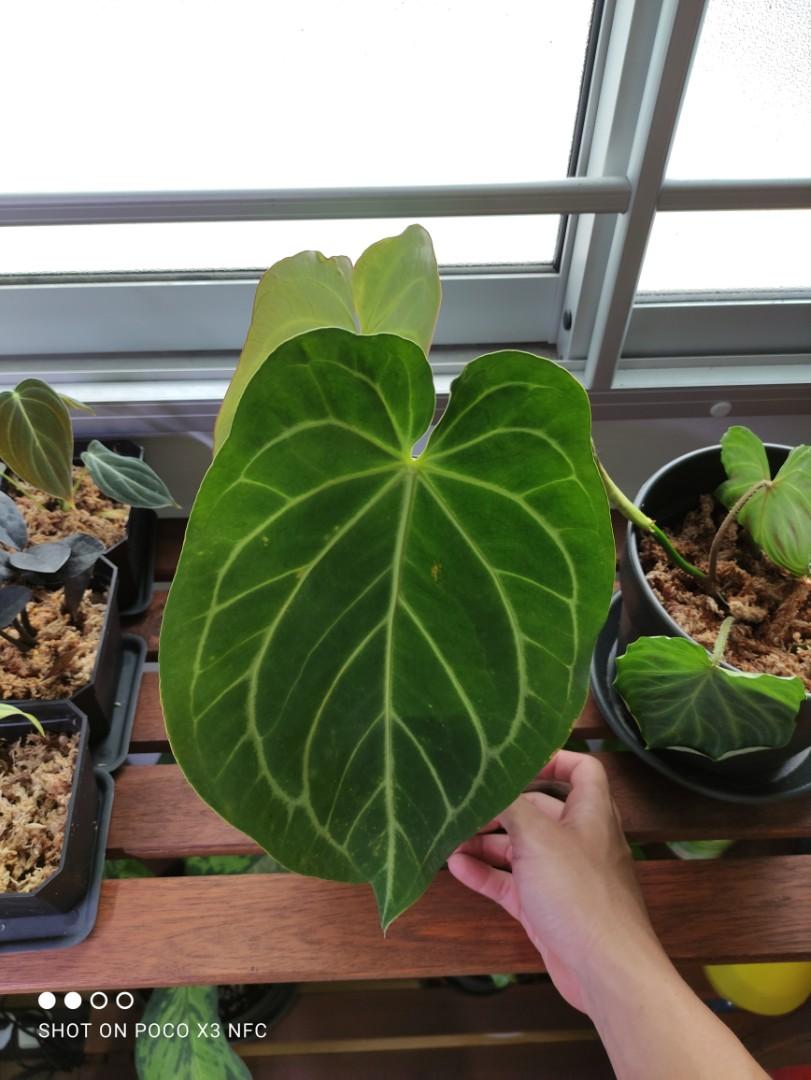 (Clearing Space Sale) Anthurium Magnificum Square Petiole, Furniture ...