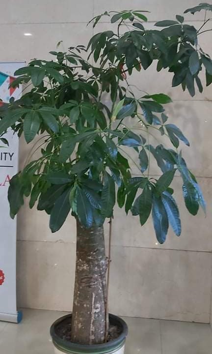 Big money tree about 6ft, Furniture & Home Living, Gardening, Plants ...