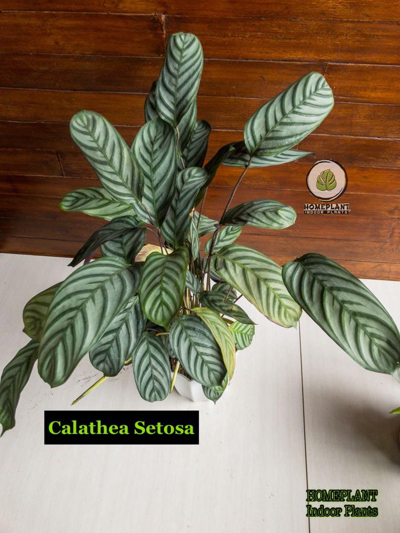 Calathea Setosa, Furniture & Home Living, Gardening, Plants & Seeds on ...