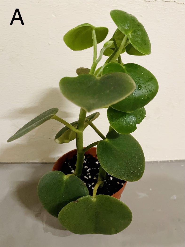 Peperomia Incana / Hovaria, Furniture & Home Living, Gardening, Plants ...