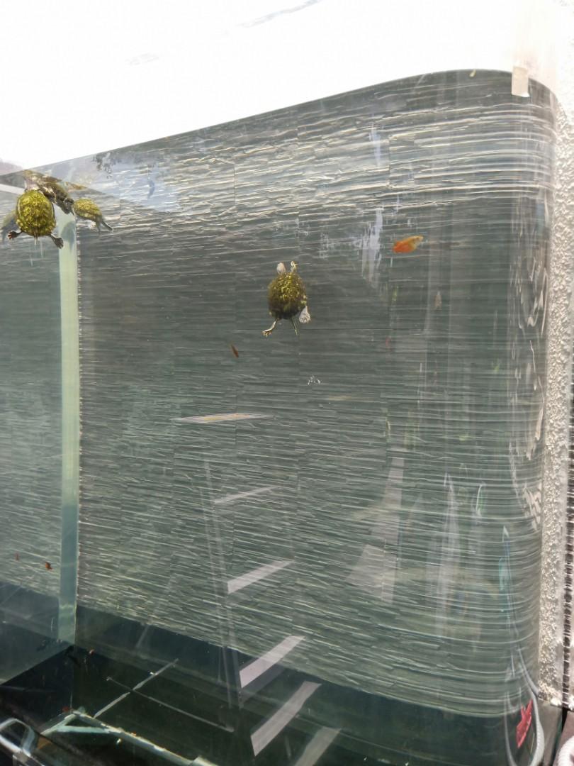 Inverted Tank 6ft Tall, Pet Supplies, For Fish, Fish Tanks on Carousell