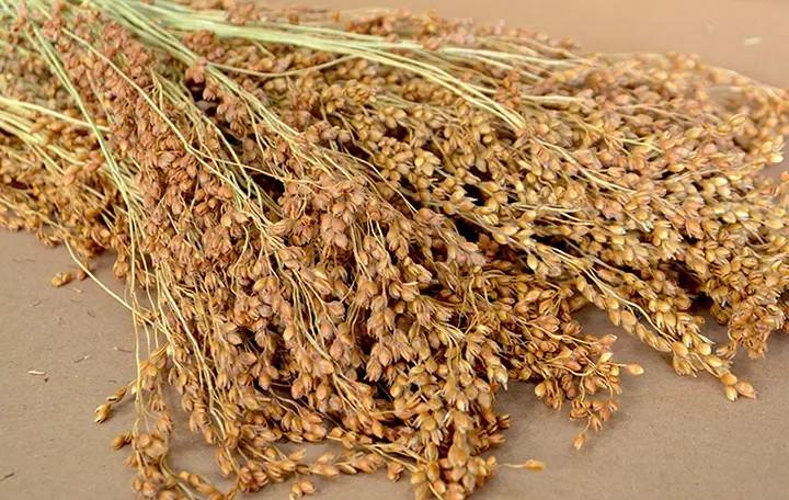 Millet / Seed Spray Sets - Hamster / Bird Foraging / Treats (Red ...