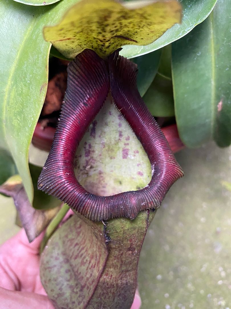 Nepenthes spathulata hybrid pitcher plant, Furniture & Home Living ...
