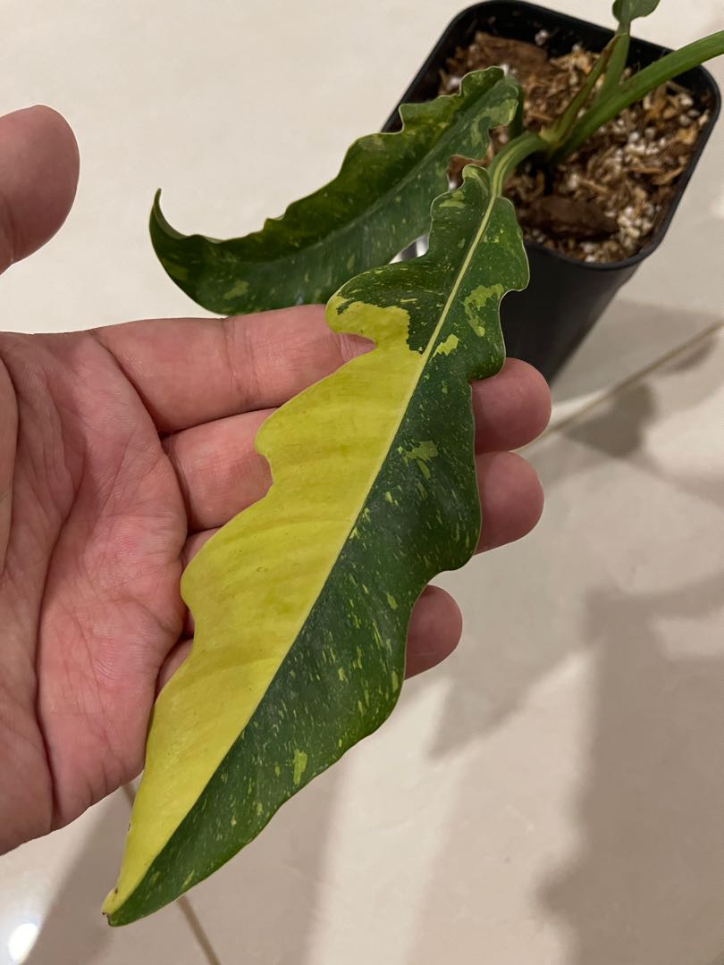 Philodendron Ring Of Fire (rare half moon), Furniture & Home Living ...
