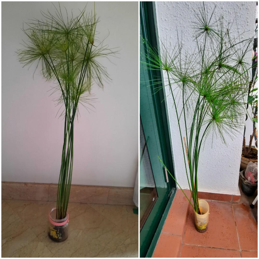 Aquatic Plant Dwarf Cyperus Papyrus Limited Stock, Furniture & Home ...