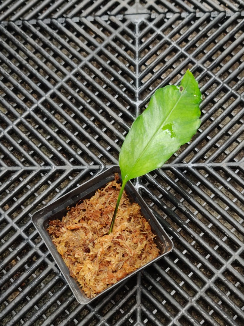 Epipremnum Skeleton Key, Furniture & Home Living, Gardening, Plants ...