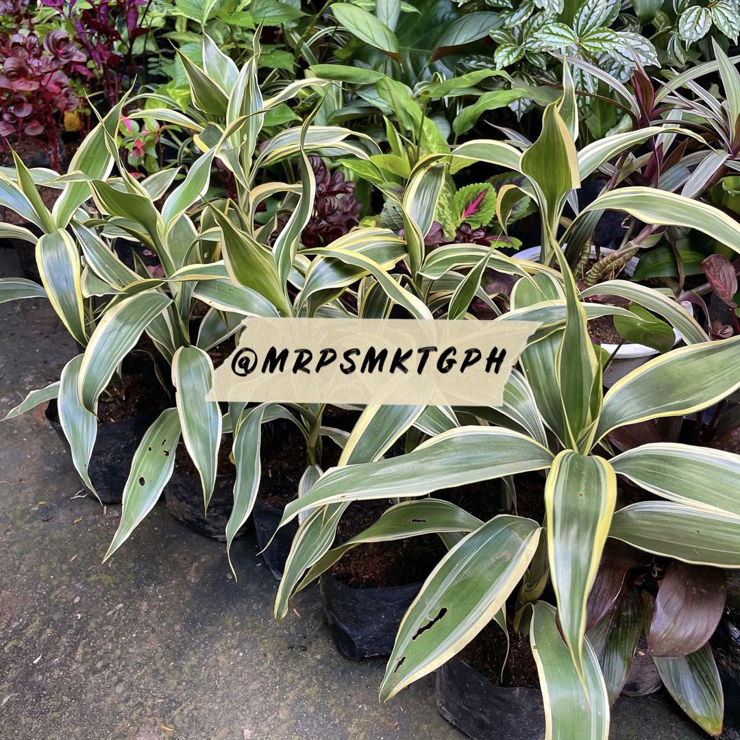 Fortune plant (corn plant), Furniture & Home Living, Gardening, Plants ...