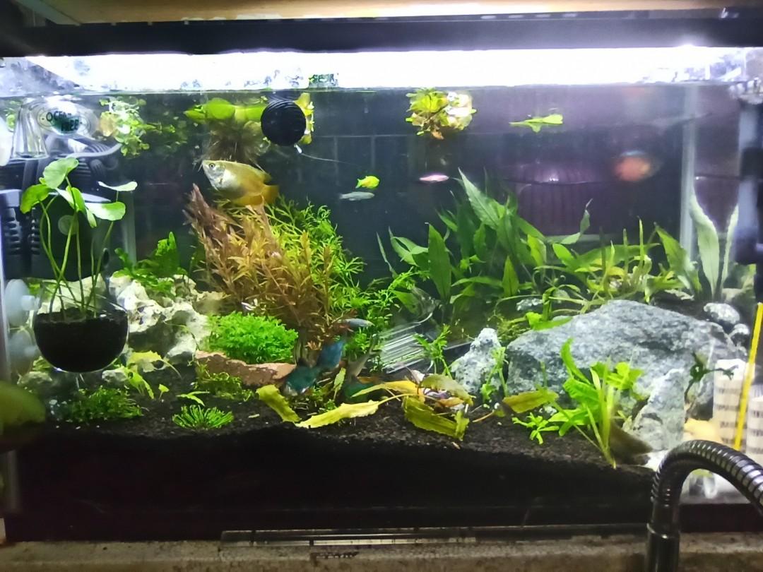 Custom Glass Panel for top of aquarium, made to order fish tank top ...