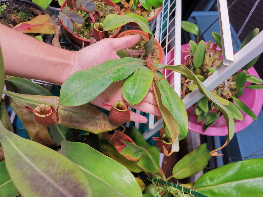 Nepenthes ampullaria red stripped, Furniture & Home Living, Gardening ...