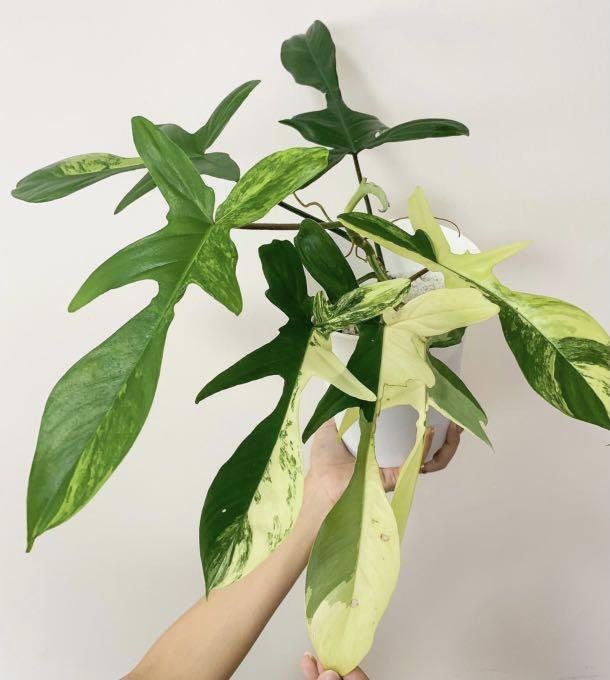 Philodendron Florida Beauty Variegated, Furniture & Home Living ...