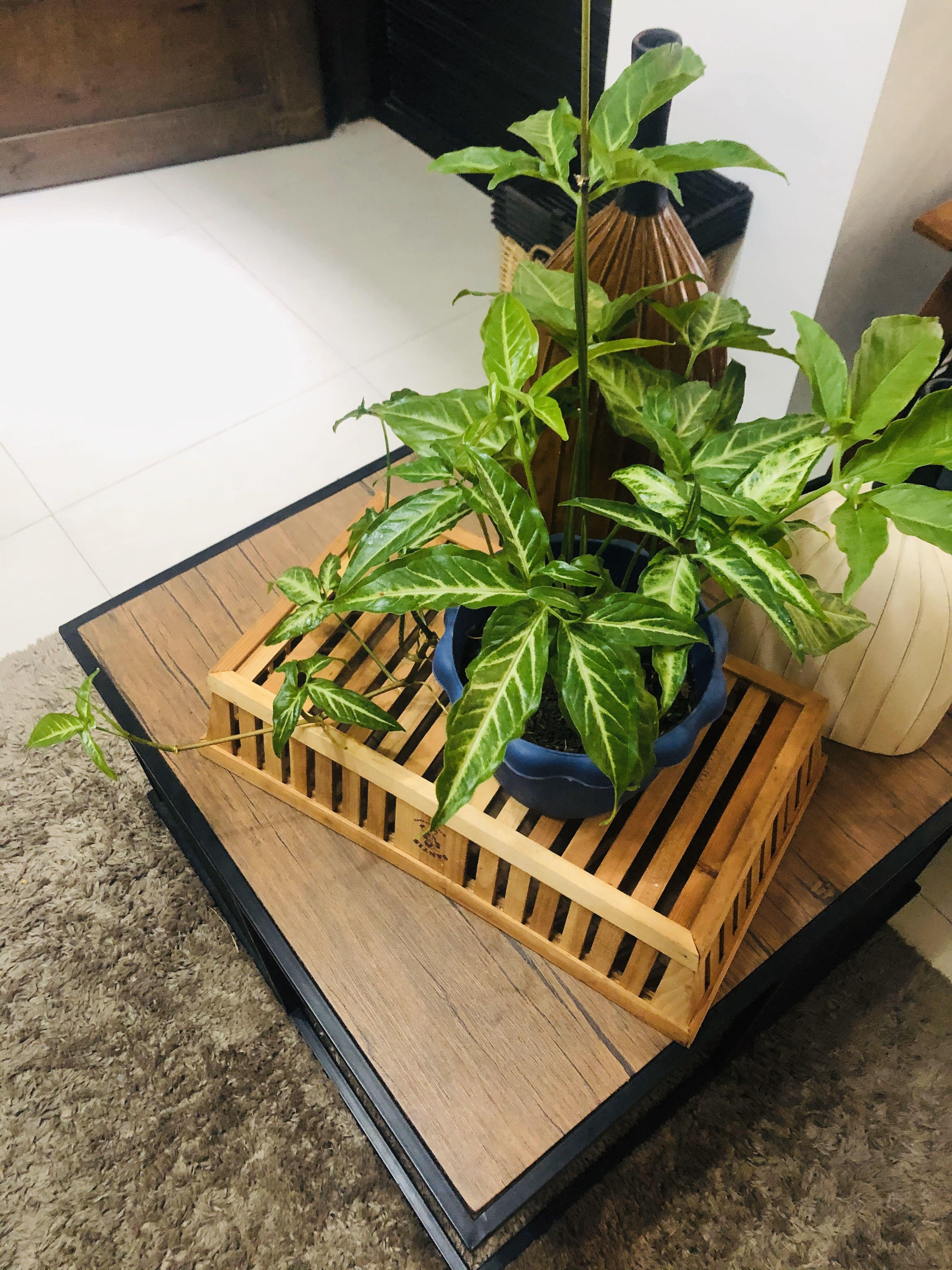 Syngonium Arrowhead Trileaf Trailing - Potted, Furniture & Home Living ...